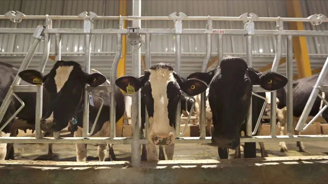 Qatar: A new step towards self – sufficiency of dairy